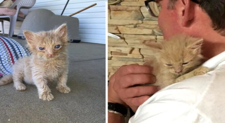 Feral Cat Seeks Help from Man Who Fed Her, Bringing Her Kittens Along ...