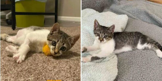 The Unstoppable Journey of a Three-Legged Cat: A Tiny Feline with a ...