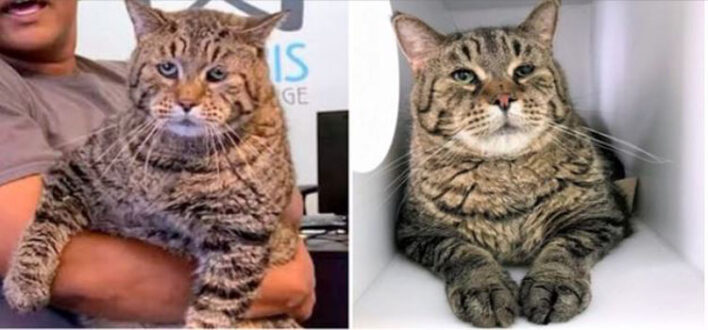 World’s Fattest Cat Searches for a Caring New Owner – Max Finding