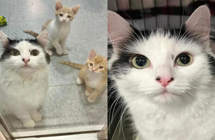 Cat Caring For Her Own Kittens And Nine Others Gets Her Wish Come True ...
