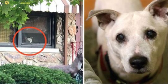 Faithful Dog Passed Away After 11 Years of Waiting by the Window Every ...