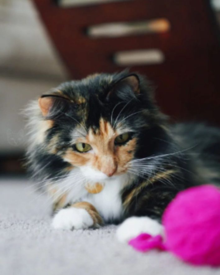 Saved Calico Cat Has an Uniquely Adorable Meow That Will Warm Your ...