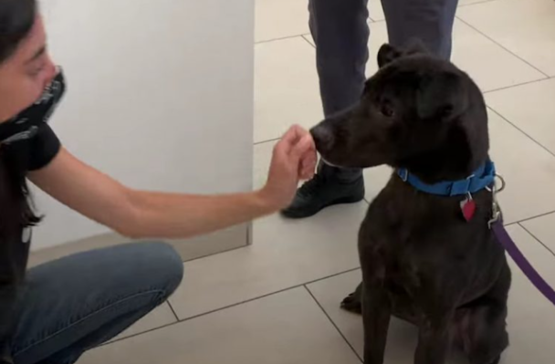 Dog in Critical Condition Discovered Under Bridge Becomes a Beautiful ...